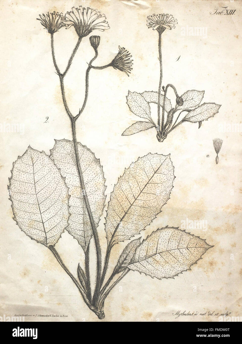 Tab. XIII from 'Flora Azorica' features a detailed botanical ...