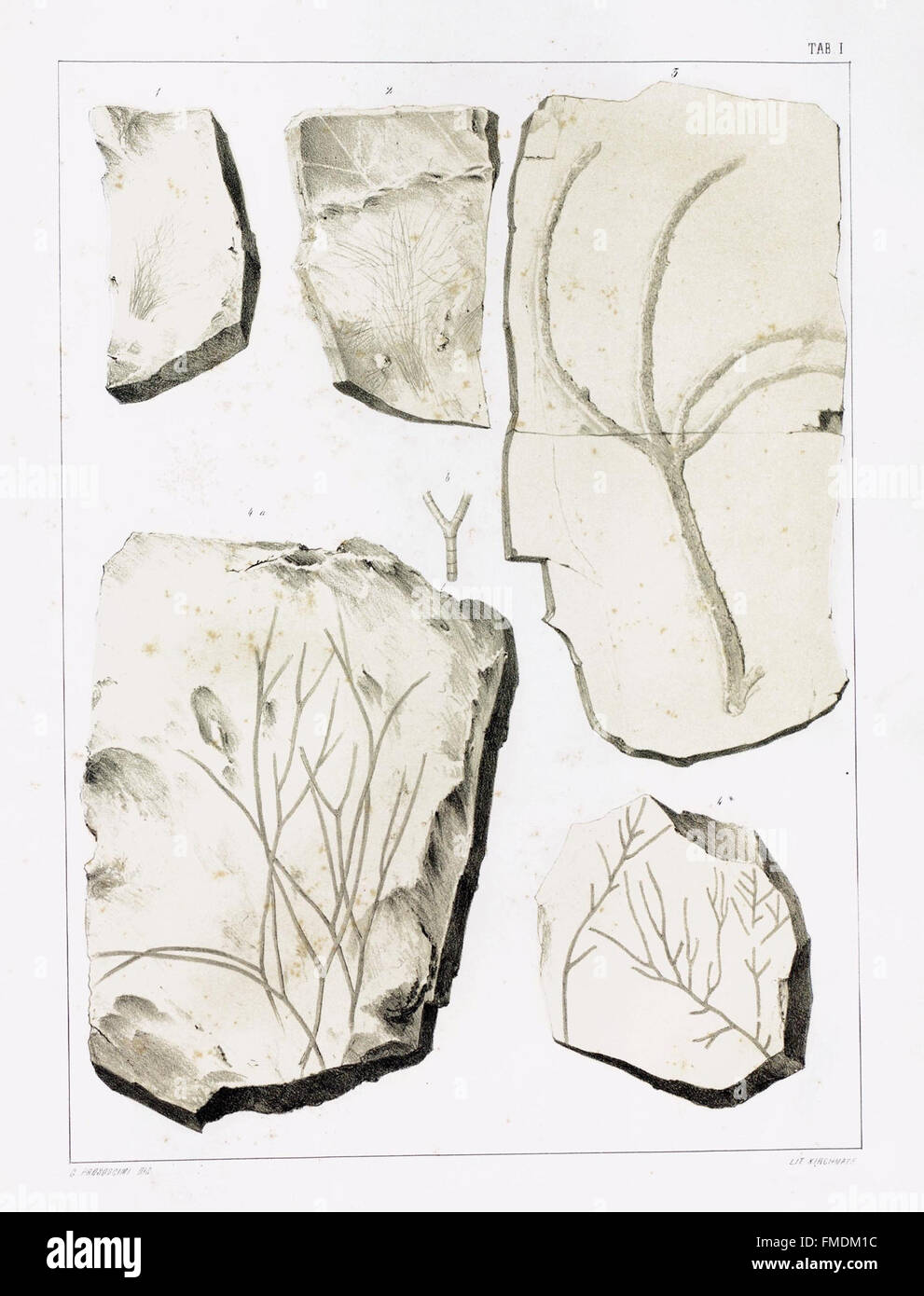 'Flora Fossilis Formationis Oolithicae' (Tab. I) presents fossilized ...