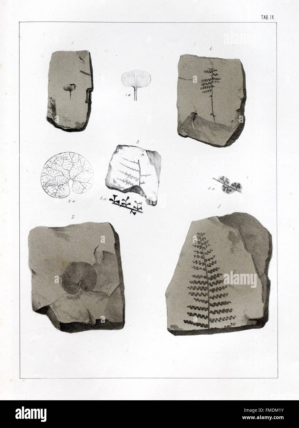 Plate IX from 'Flora Fossilis Formationis Oolithicae' depicts ...