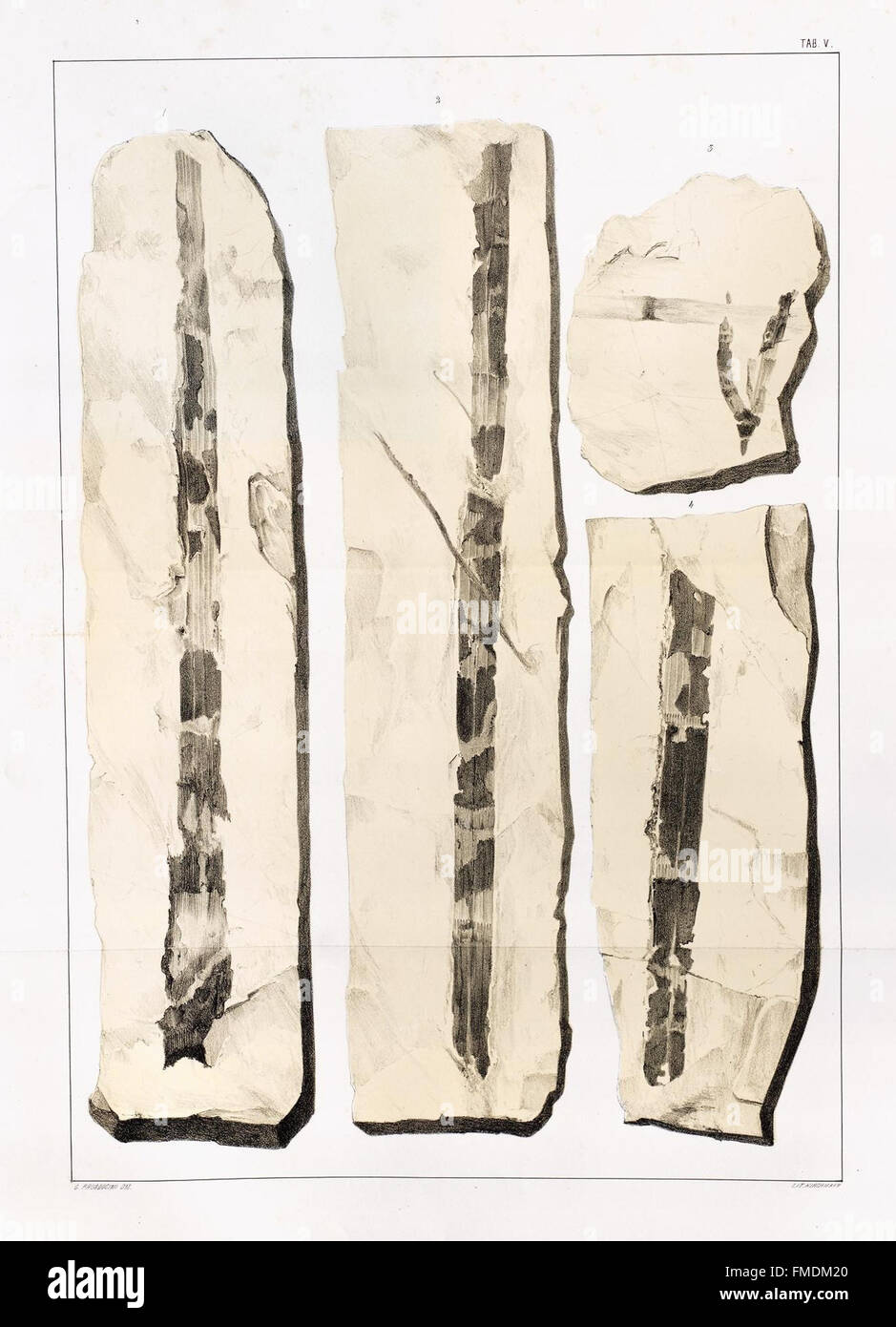 Tab. V from 'Flora Fossilis Formationis Oolithicae' depicts fossilized ...