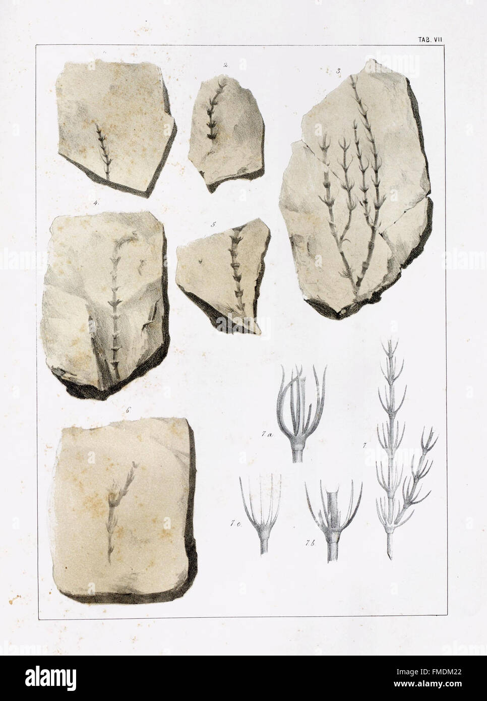 Oolithicae hi-res stock photography and images - Alamy