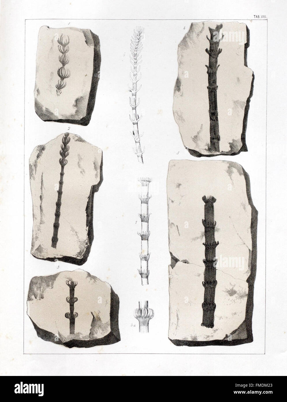 Tab. VIII from 'Flora fossilis formationis oolithicae' features ...