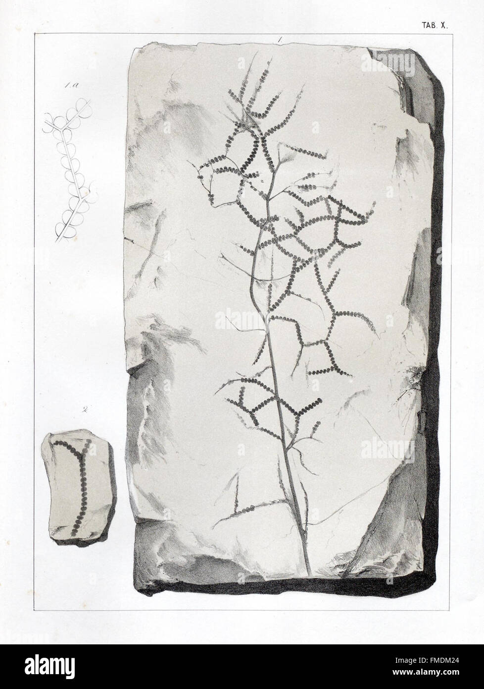 'Flora Fossilis Formationis Oolithicae' (Tab. X) presents fossilized ...