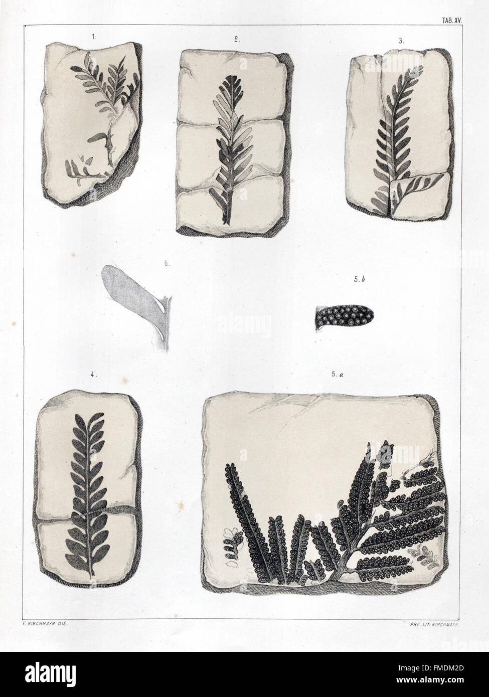 Tab XV from 'Flora Fossilis Formationis Oolithicae' illustrates ...