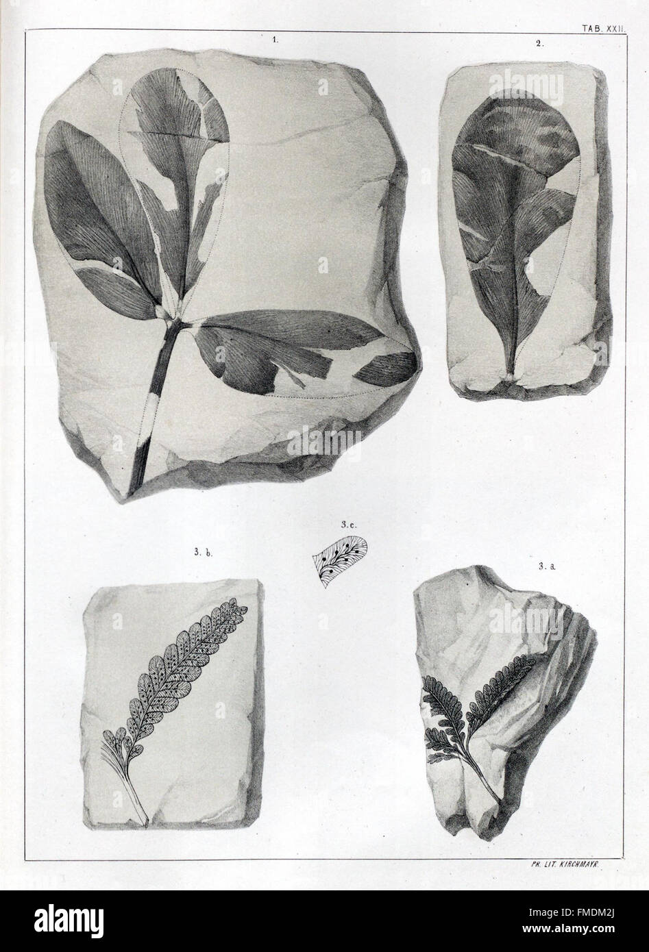 'Flora Fossilis Formationis Oolithicae' (Tab. XXII) is a paleobotanical ...