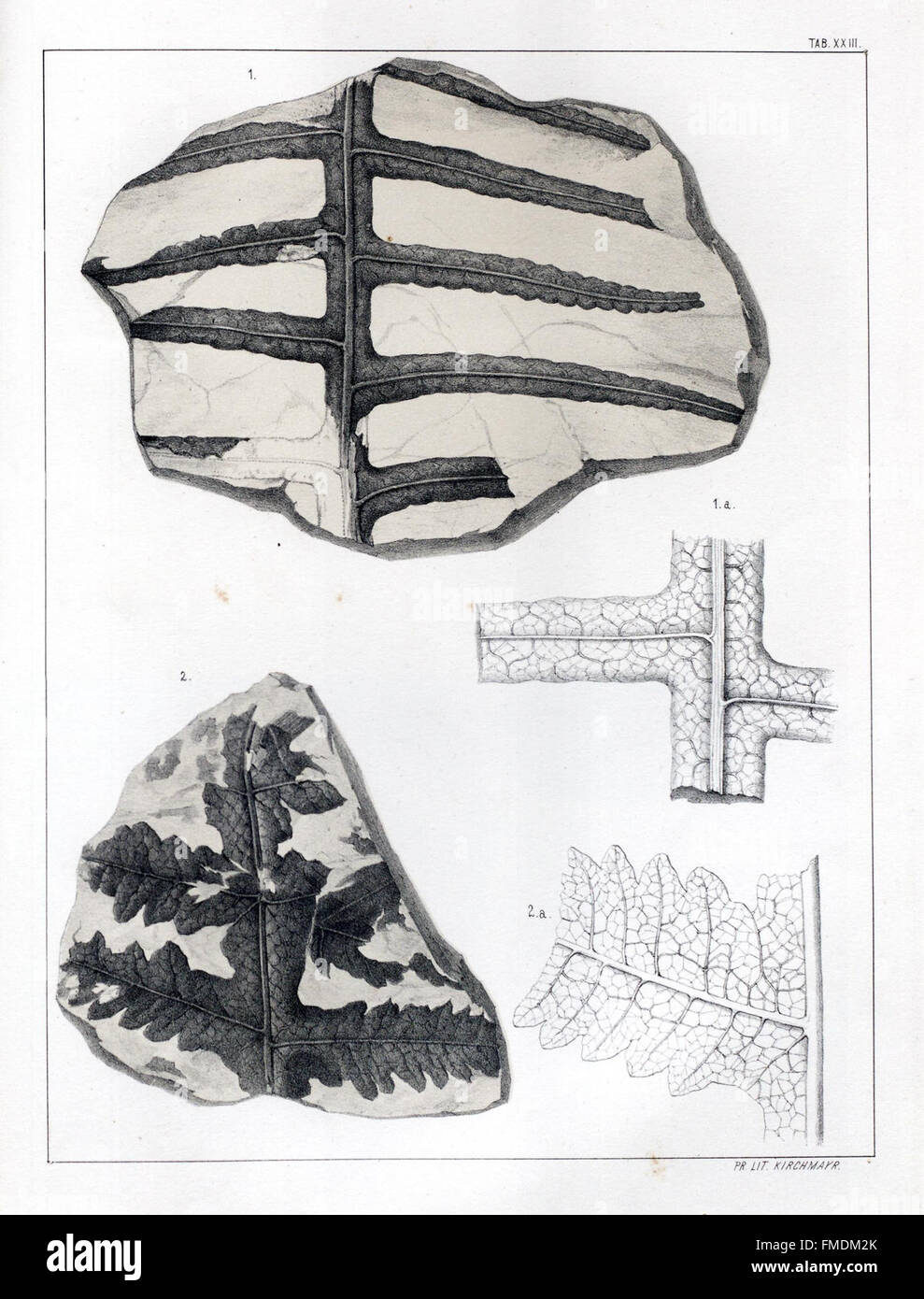 Tab. XXIII of 'Flora fossilis formationis oolithicae' presents ...