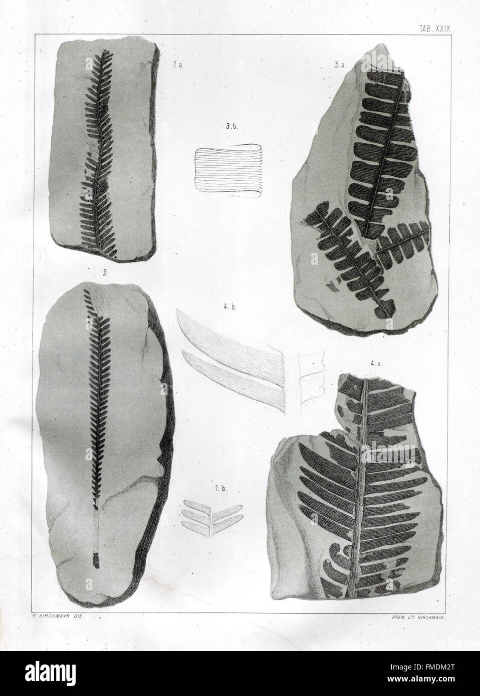 Plate XXIX from 'Flora Fossilis Formationis Oolithicae' presents ...