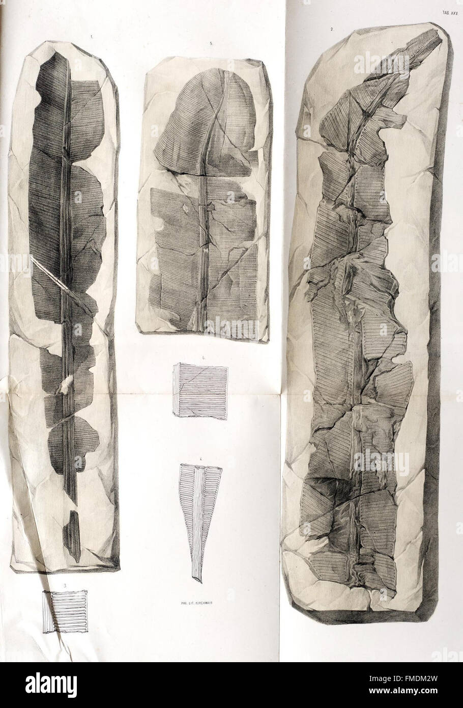 This plate from 'Flora Fossilis' illustrates plants from the oolitic ...