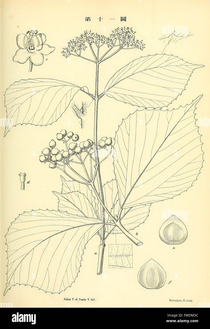 This plate from 'Flora Sylvatica Koreana' depicts native Korean forest ...