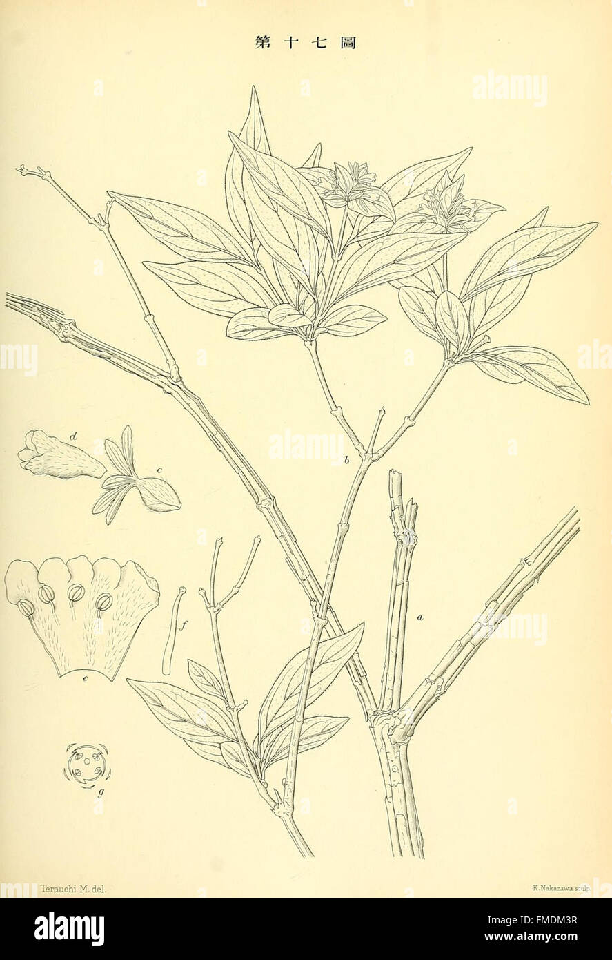 This plate from 'Flora sylvatica Koreana' showcases native woodland ...