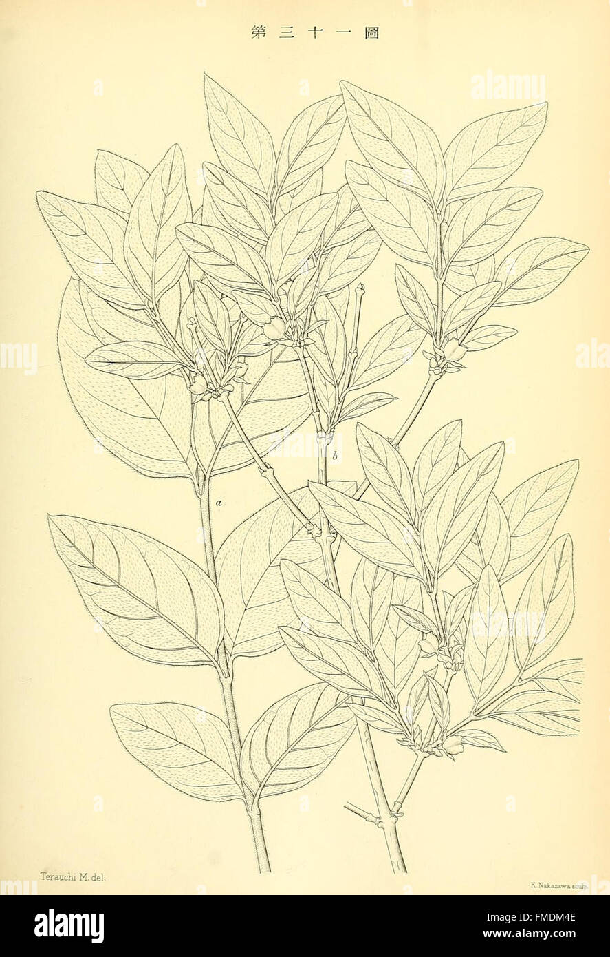 Flora sylvatica koreana hi-res stock photography and images - Alamy