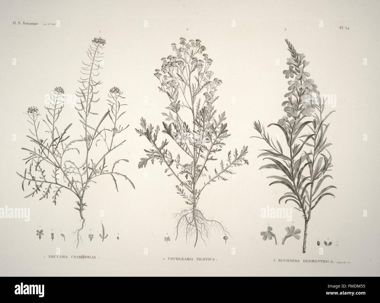 Plate 34 from 'Flore d'Egypte' illustrates a variety of plants native ...