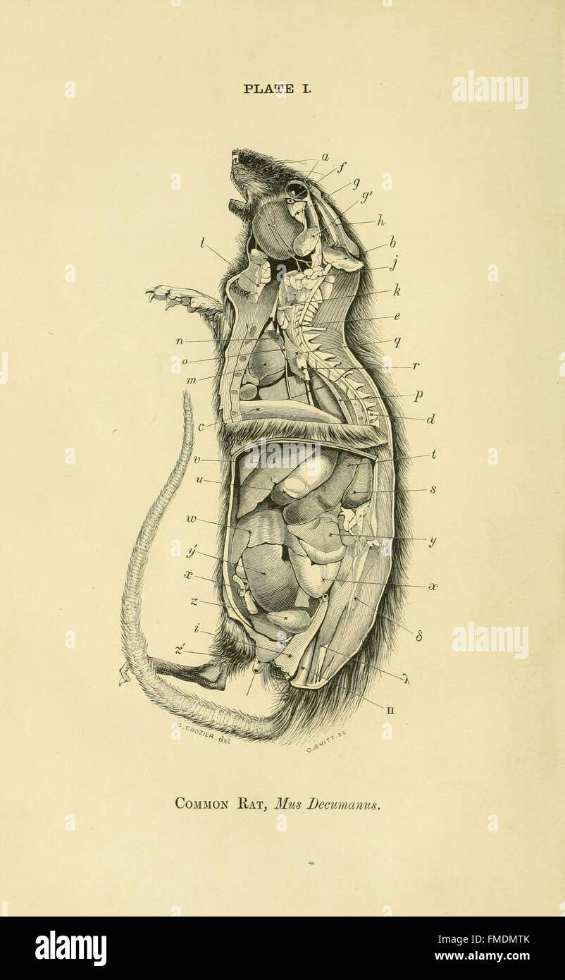 Plate I from 'Forms of Animal Life' displays various animal species ...