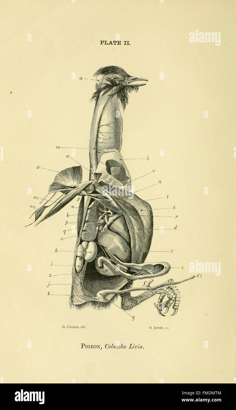 Plate II from 'Forms of Animal Life' continues showcasing various ...