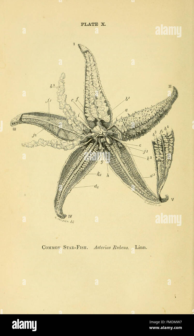 'Forms of Animal Life' (Plate X) presents various animal species across ...