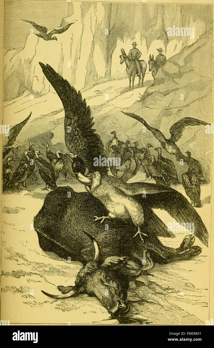 'Frank Radcliffe: A Story of Travel and Adventure' (1884) chronicles ...