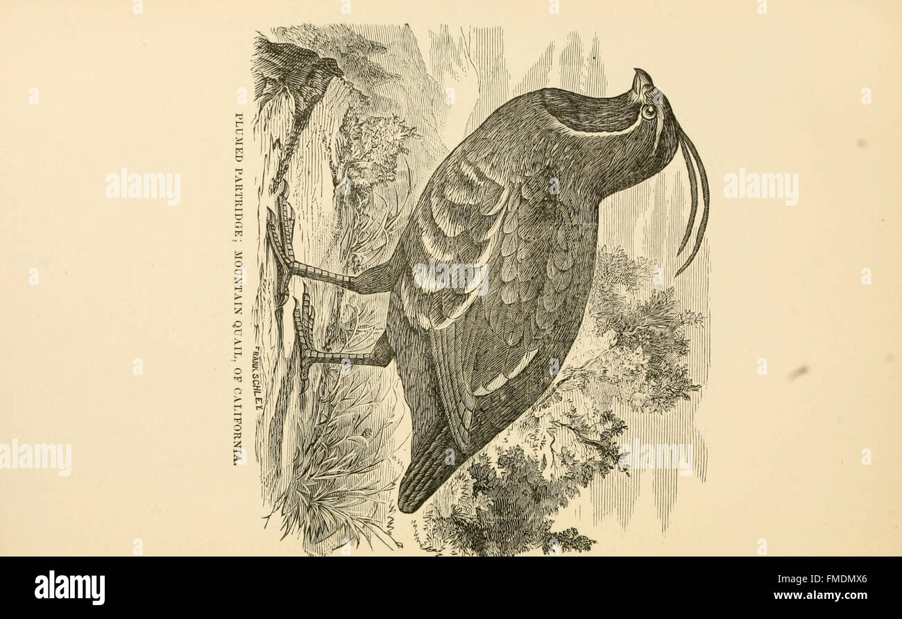 Plate 2 from *Frank Schley's American Partridge and Pheasant Shooting ...