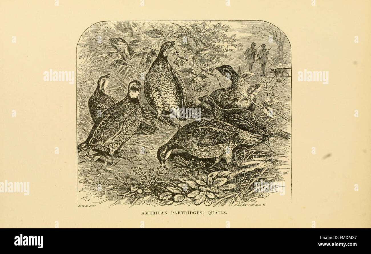 Plate 7 from Frank Schley’s 'American Partridge and Pheasant Shooting ...