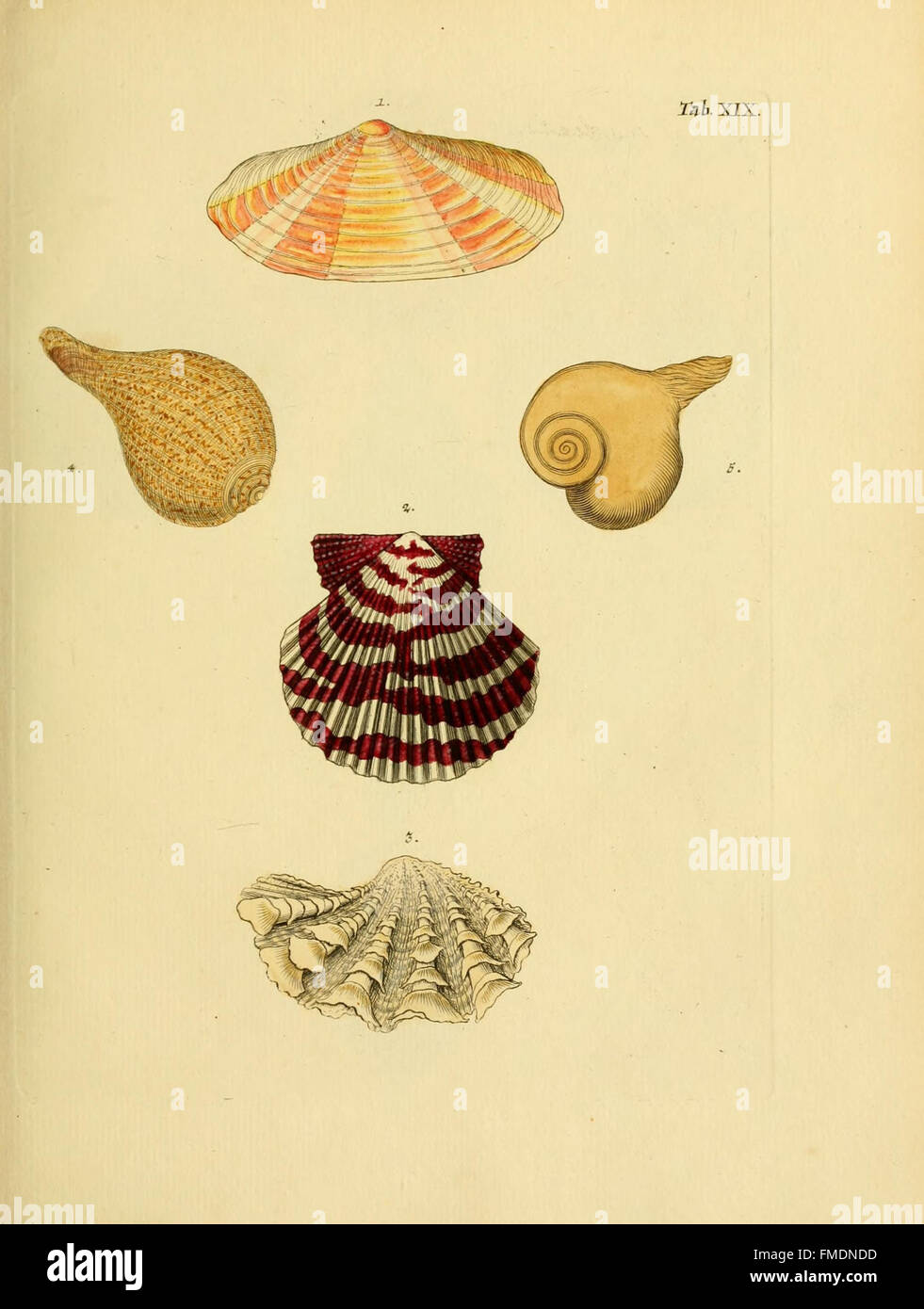 This 18th-century work by G.W. Knorr features illustrations of various ...