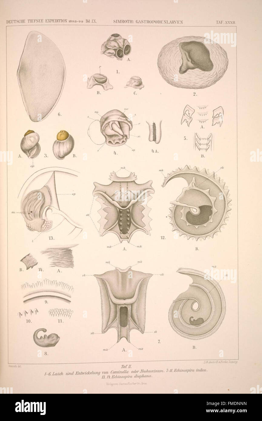 'Gastropodenlaiche und Gastropodenlarven' (Gastropod Eggs and Larvae of ...