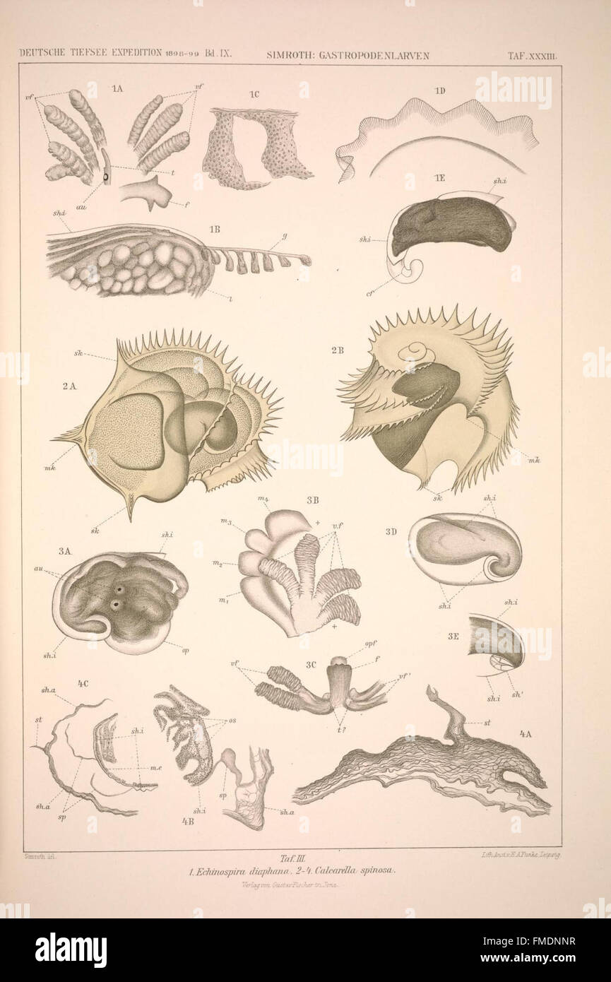 This plate from the German Deep Sea Expedition of 1898-1899 depicts ...