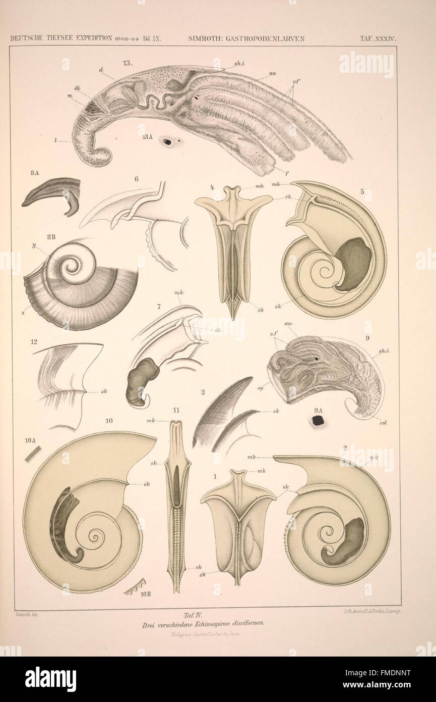 Plate XXXIV from 'Gastropodenlaiche und Gastropodenlarven' shows the ...