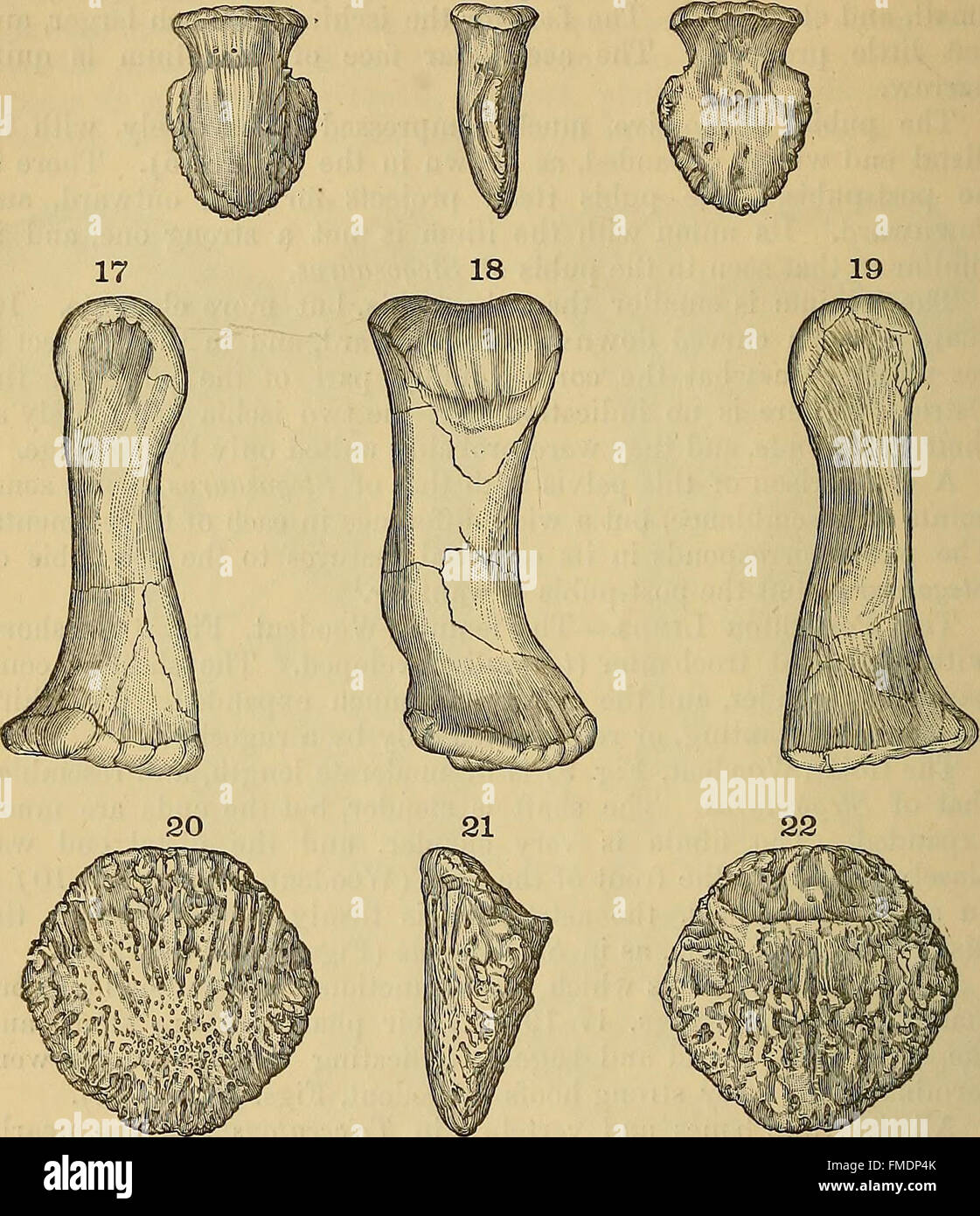 The 1891 edition of the 'Geological Magazine' covers a range of topics ...