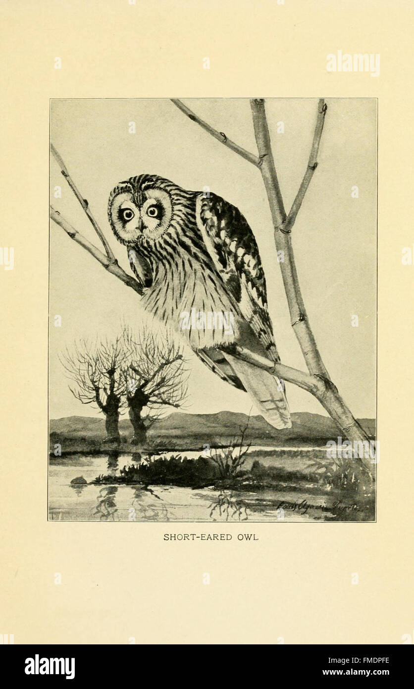 Plate 15 of 'Gray Lady and the Birds' presents an illustration of a ...