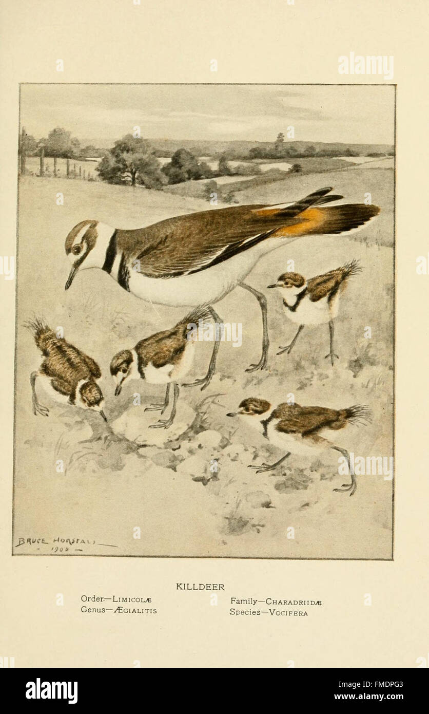 Plate 30 from 'Gray Lady and the Birds' features an illustration ...