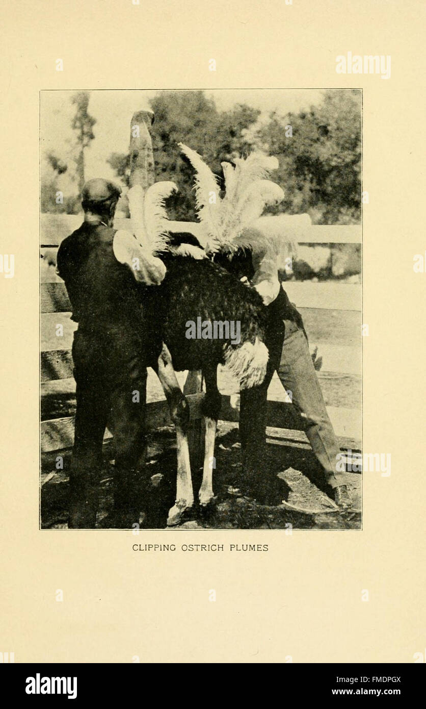 Plate 5 from 'Gray Lady and the Birds' features illustrations of bird ...