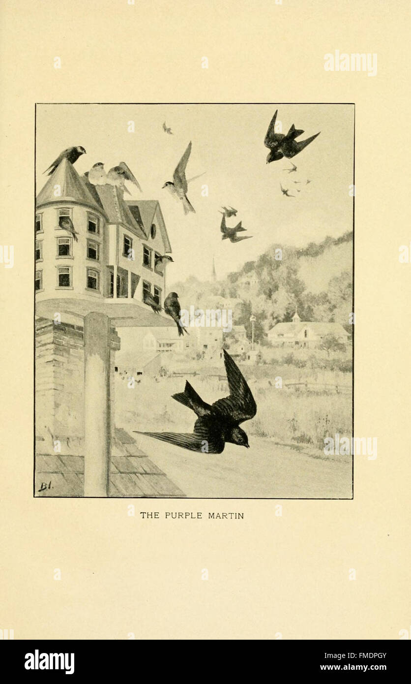 'Gray Lady and the Birds' (Plate 6) presents an artistic portrayal of a ...