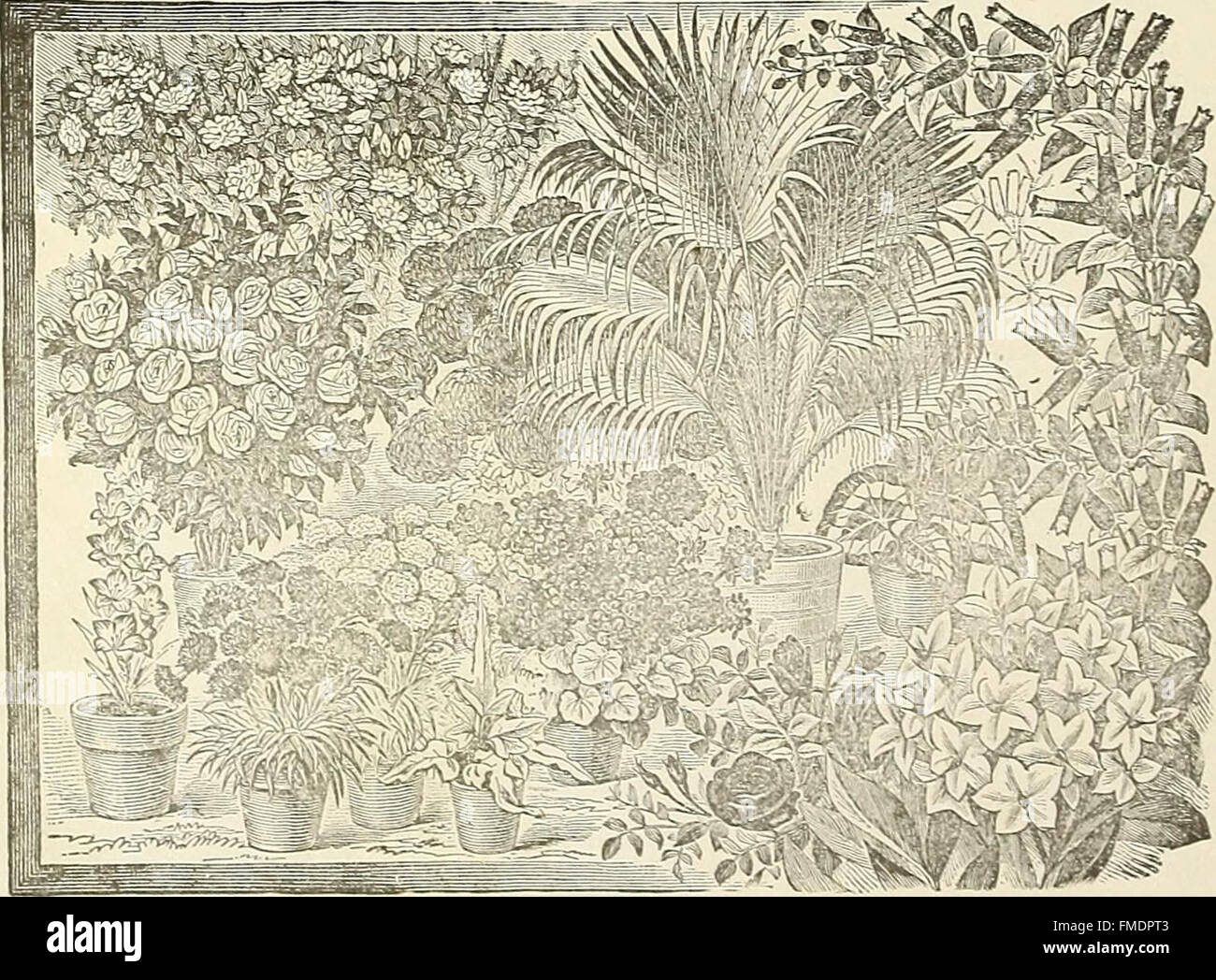 This 1905 catalog, *H.W. Buckbee Seed and Plant Guide*, offers a ...