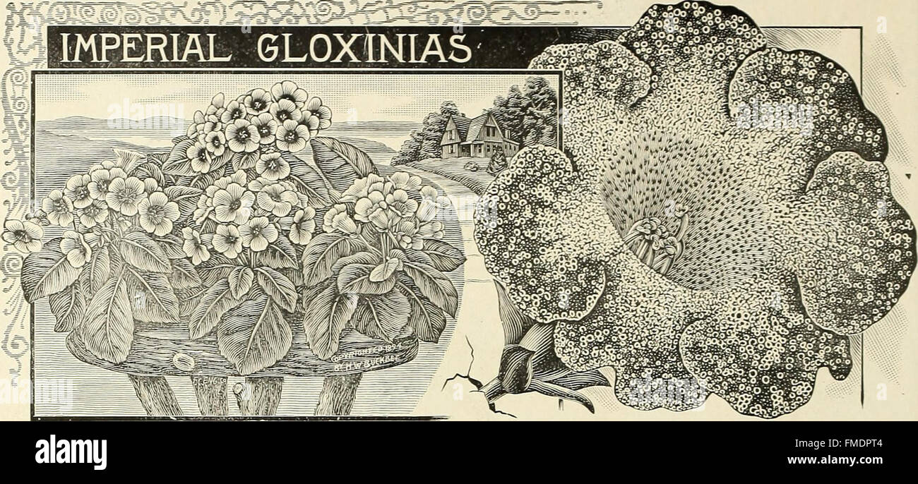 H.W. Buckbee seed and plant guide - 1905 (1905 Stock Photo - Alamy