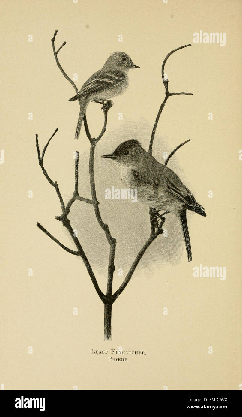 This plate from *Handbook of Birds of Eastern North America* features ...