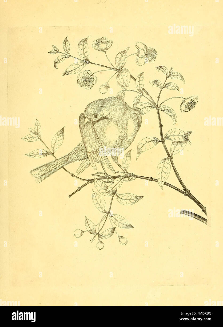 'Harmonia Ruralis' explores the natural history of British songbirds ...