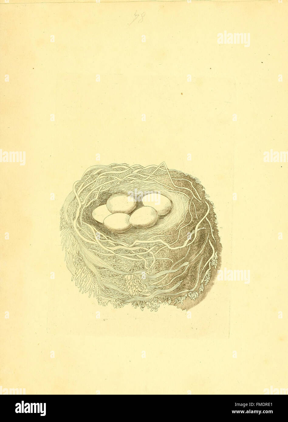 This plate from 'Harmonia ruralis' depicts a detailed illustration of a ...