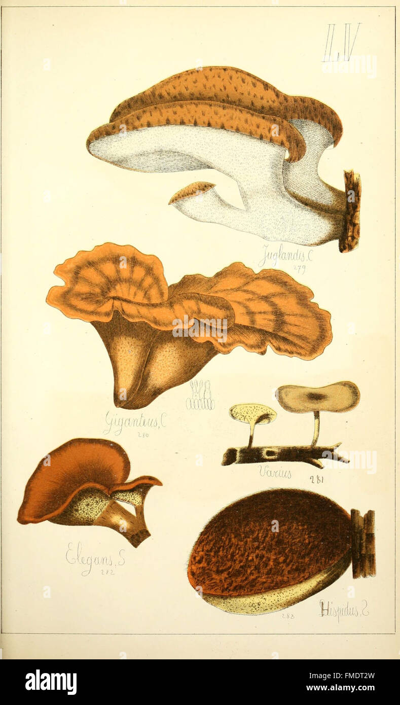 Plate LV from 'Histoire Naturelle des Champignons Comestibles et ...