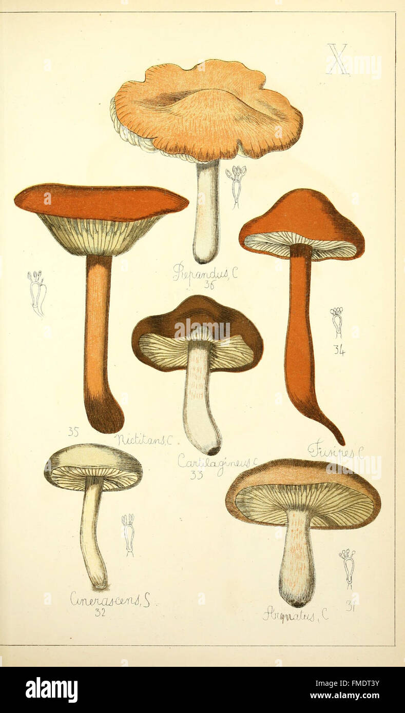 Plate X from 'Histoire naturelle des champignons comestibles et ...