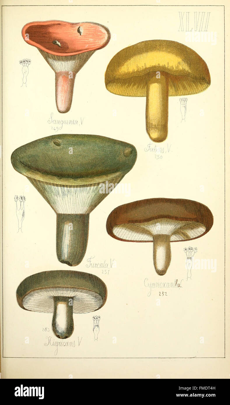 Plate XLVII from 'Histoire naturelle des champignons comestibles et ...