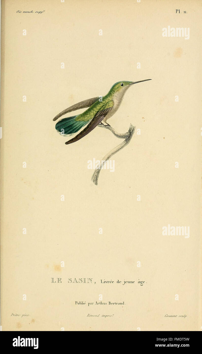 Histoire naturelle des colibris hi-res stock photography and images - Alamy