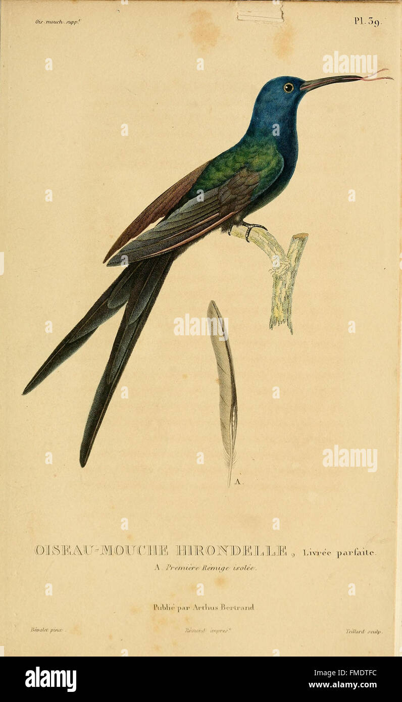 Histoire Naturelle Des Colibris Stock Photos & Histoire Naturelle Des ...