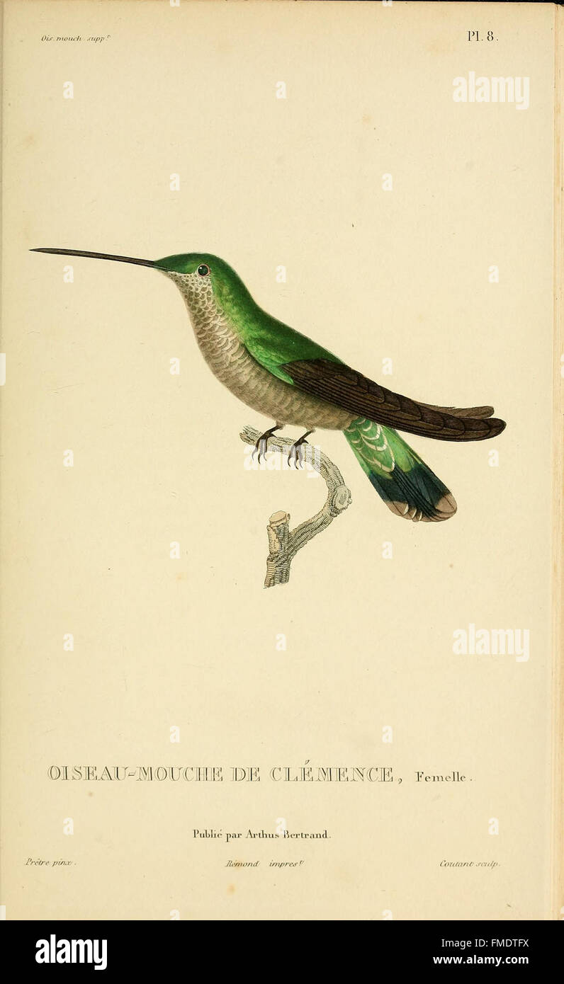 This plate from 'Histoire Naturelle des Colibris' illustrates various ...