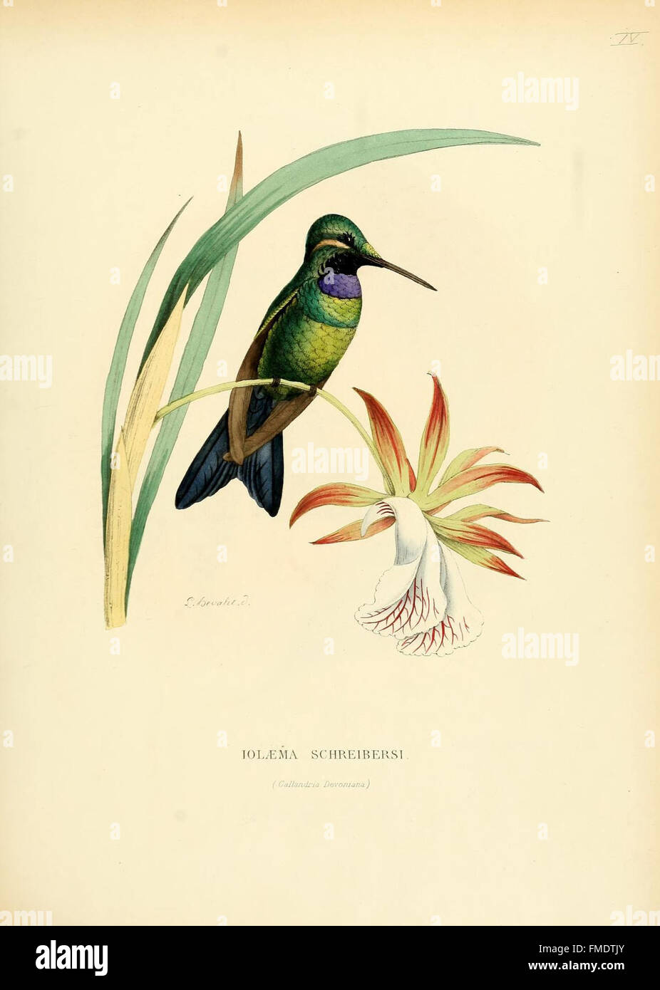 Plate IV from 'Histoire Naturelle des Oiseaux-Mouches' showcases the ...