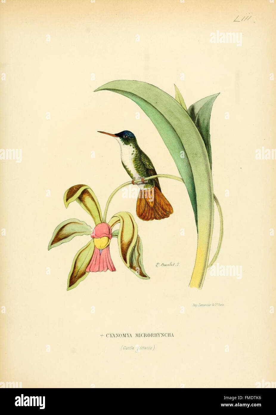Plate LIII of 'Histoire naturelle des oiseaux-mouches' showcases ...