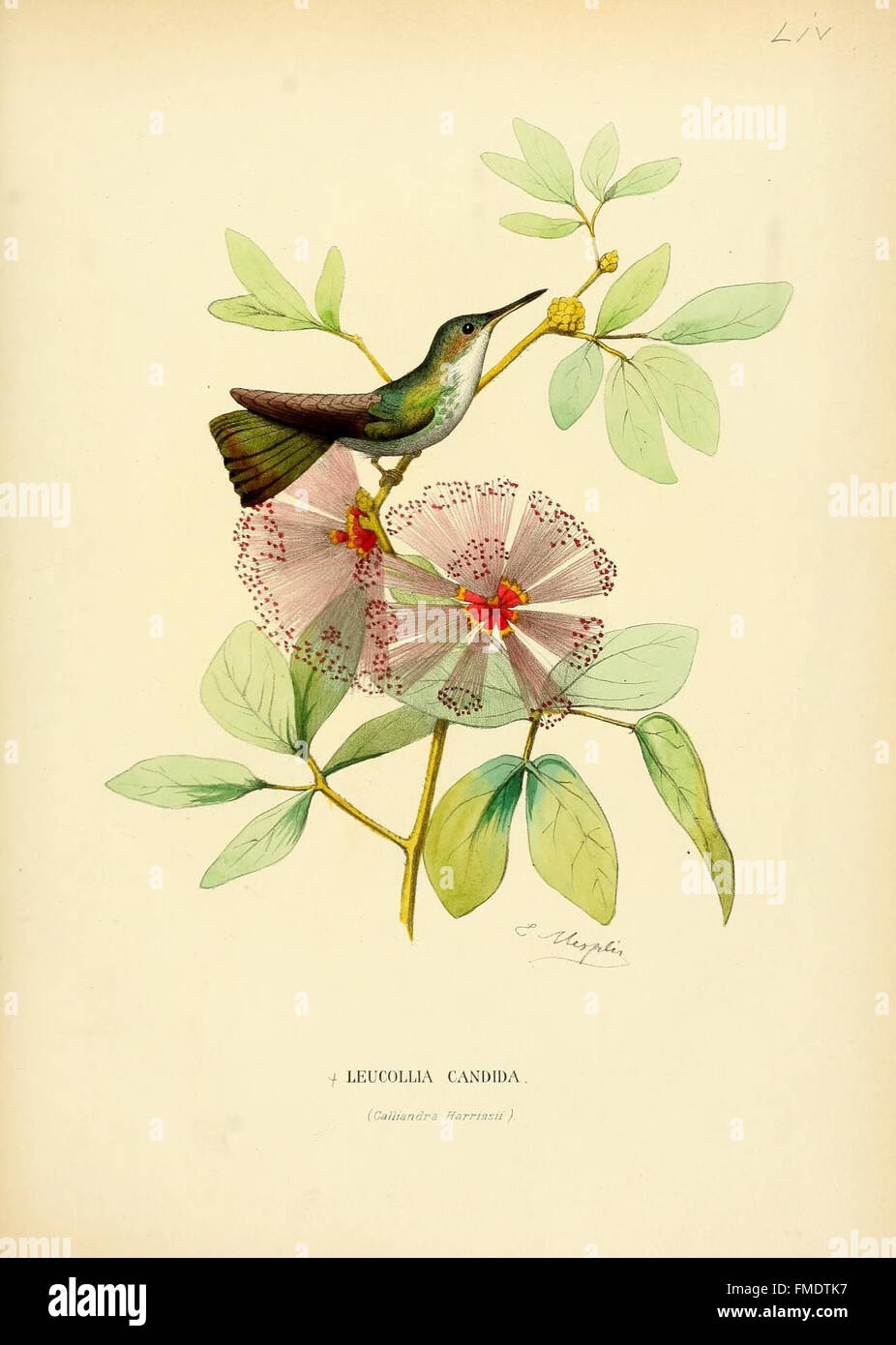 This work focuses on the natural history of hummingbirds (Trochilidae ...