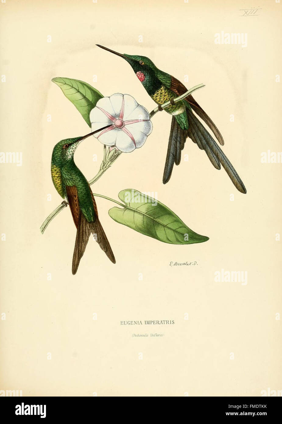 Plate XIII from 'Histoire Naturelle des Oiseaux-Mouches' features ...
