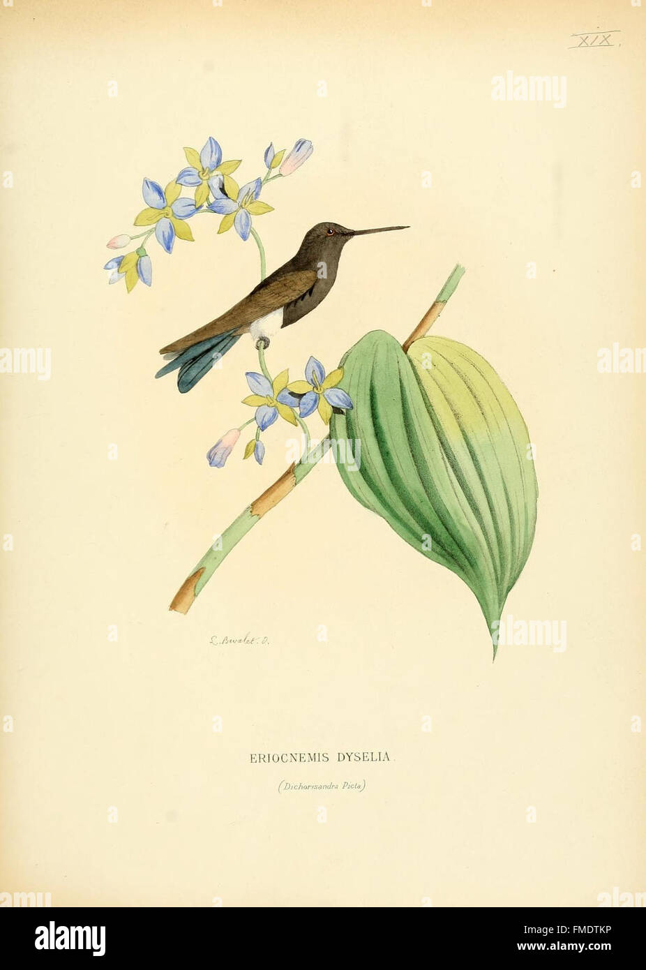 This plate from 'Histoire naturelle des oiseaux-mouches' illustrates ...