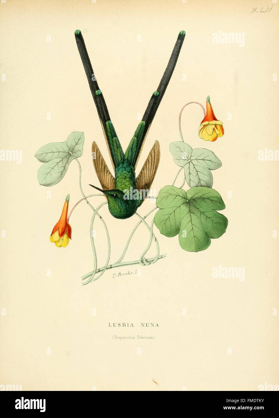 Plate XLII from 'Histoire Naturelle des Oiseaux-Mouches' illustrates ...