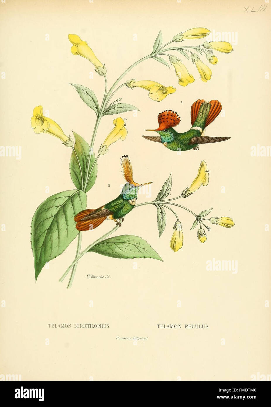 Plate XLIII from *Histoire naturelle des oiseaux-mouches* features ...