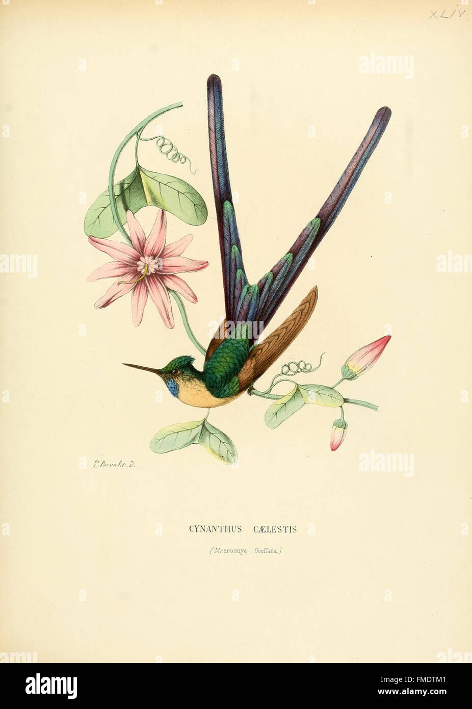 'Histoire naturelle des oiseaux-mouches' Plate XLIV showcases ...